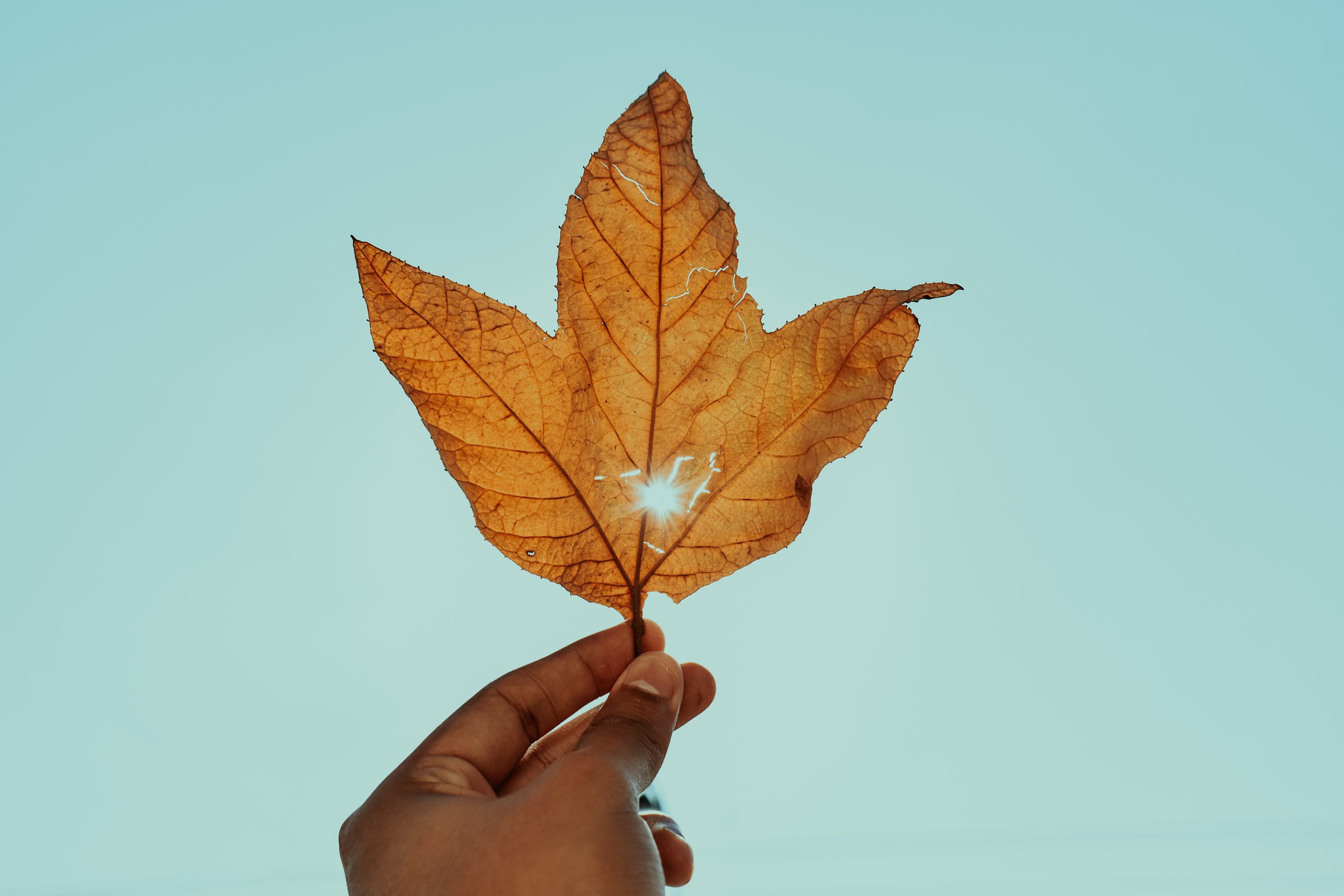 How beautiful that leaf was, so simple in its death – Diaries of Note